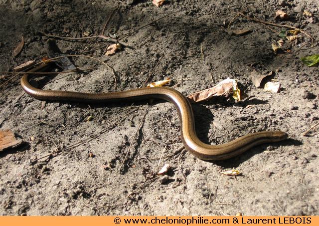 Fiche sur l'orvet fragile, Anguis fragilis