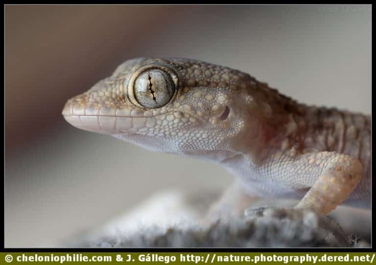 Les photos de la tarente de Maurétanie