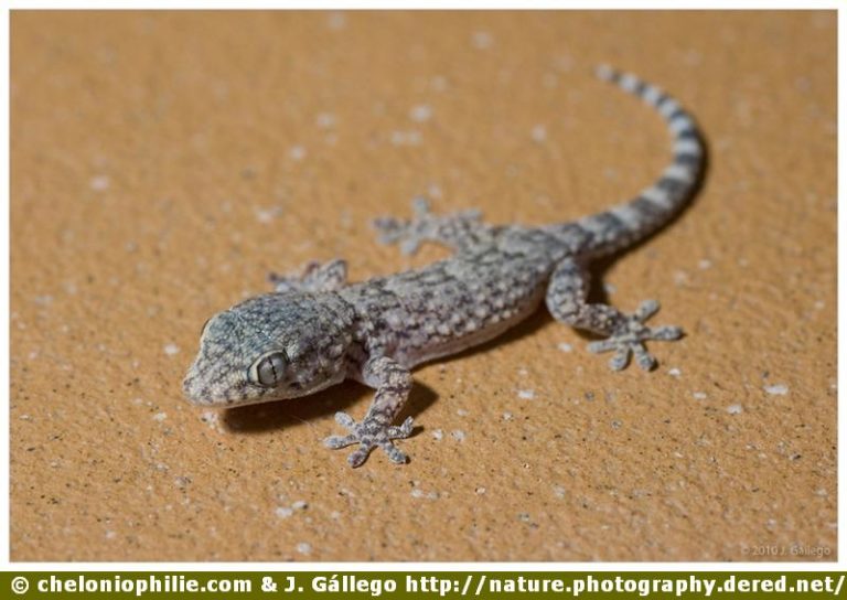 Les photos de la tarente de Maurétanie