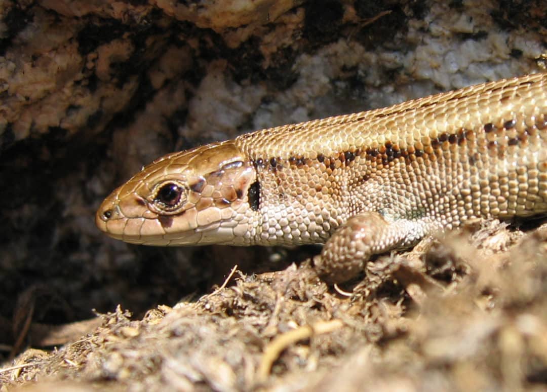 Fiche sur le lézard vivipare